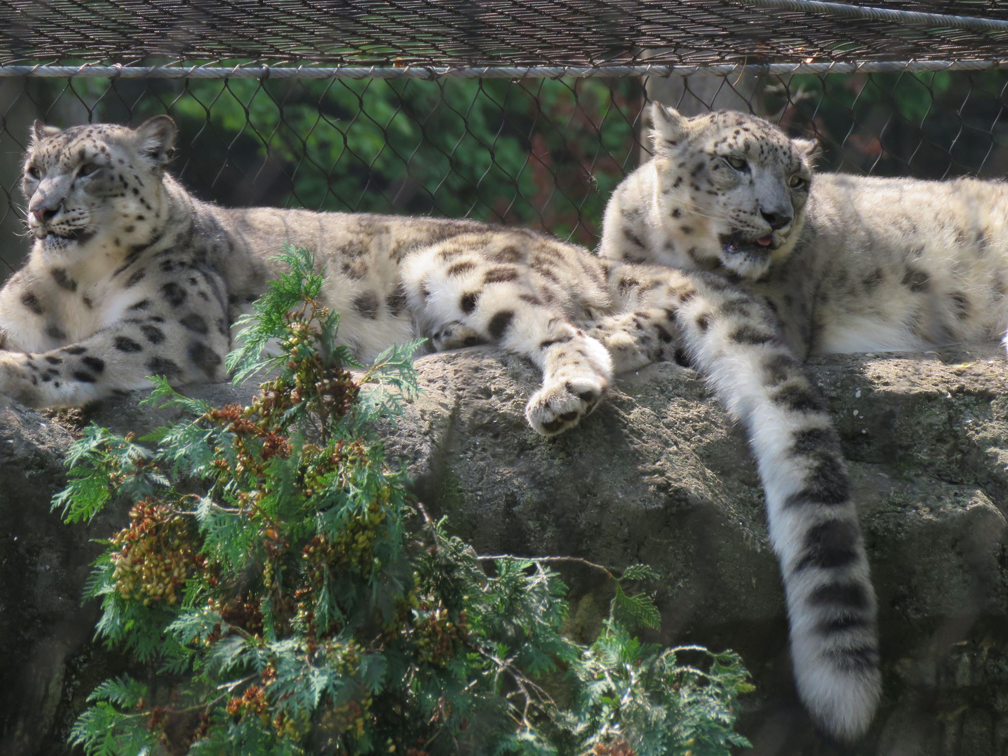 Leopards Return to Turtle Back Zoo! - The Village Green