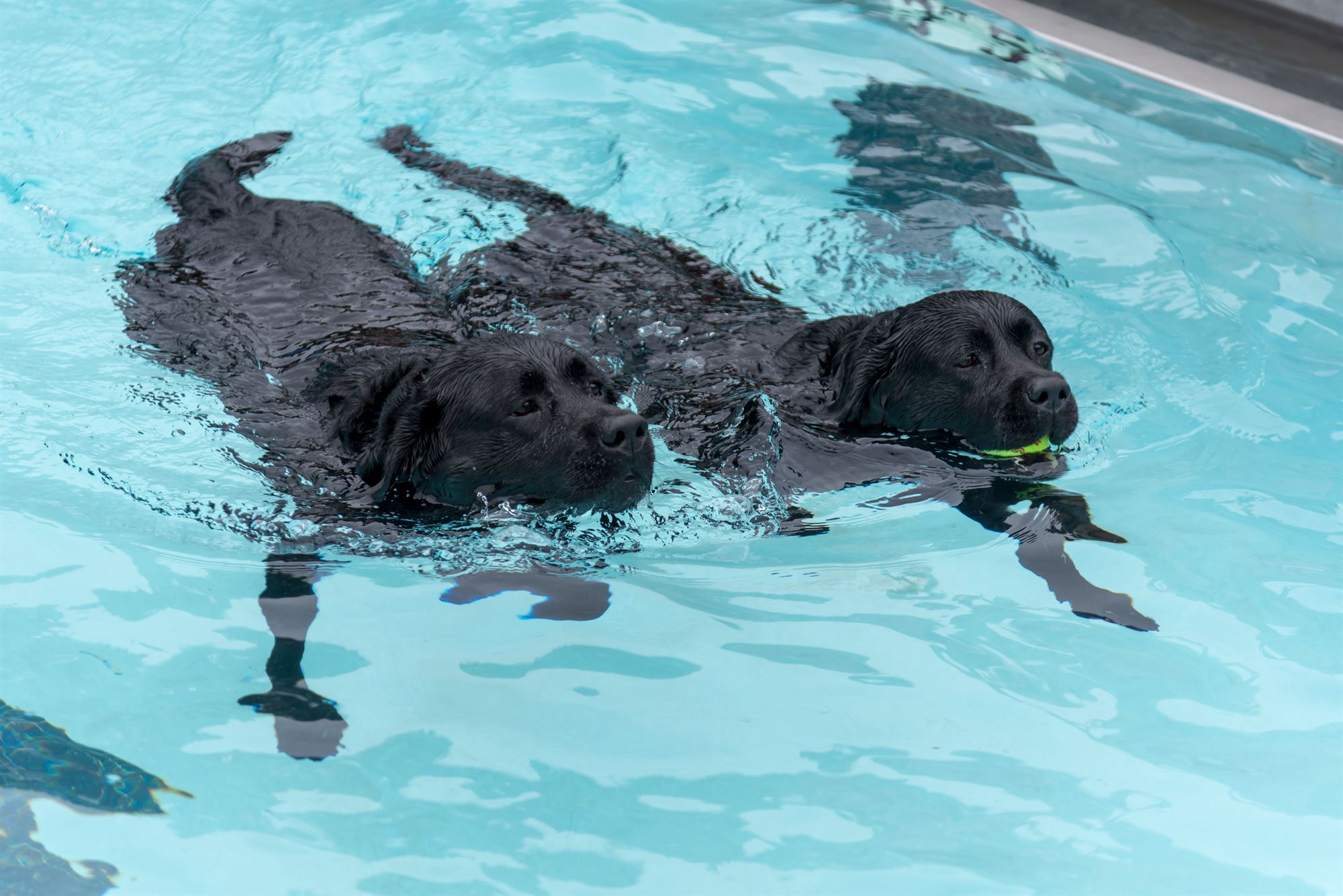 Dunking, Diving and Dripping Dogs Enjoy 2nd Annual Dog Days Event at ...