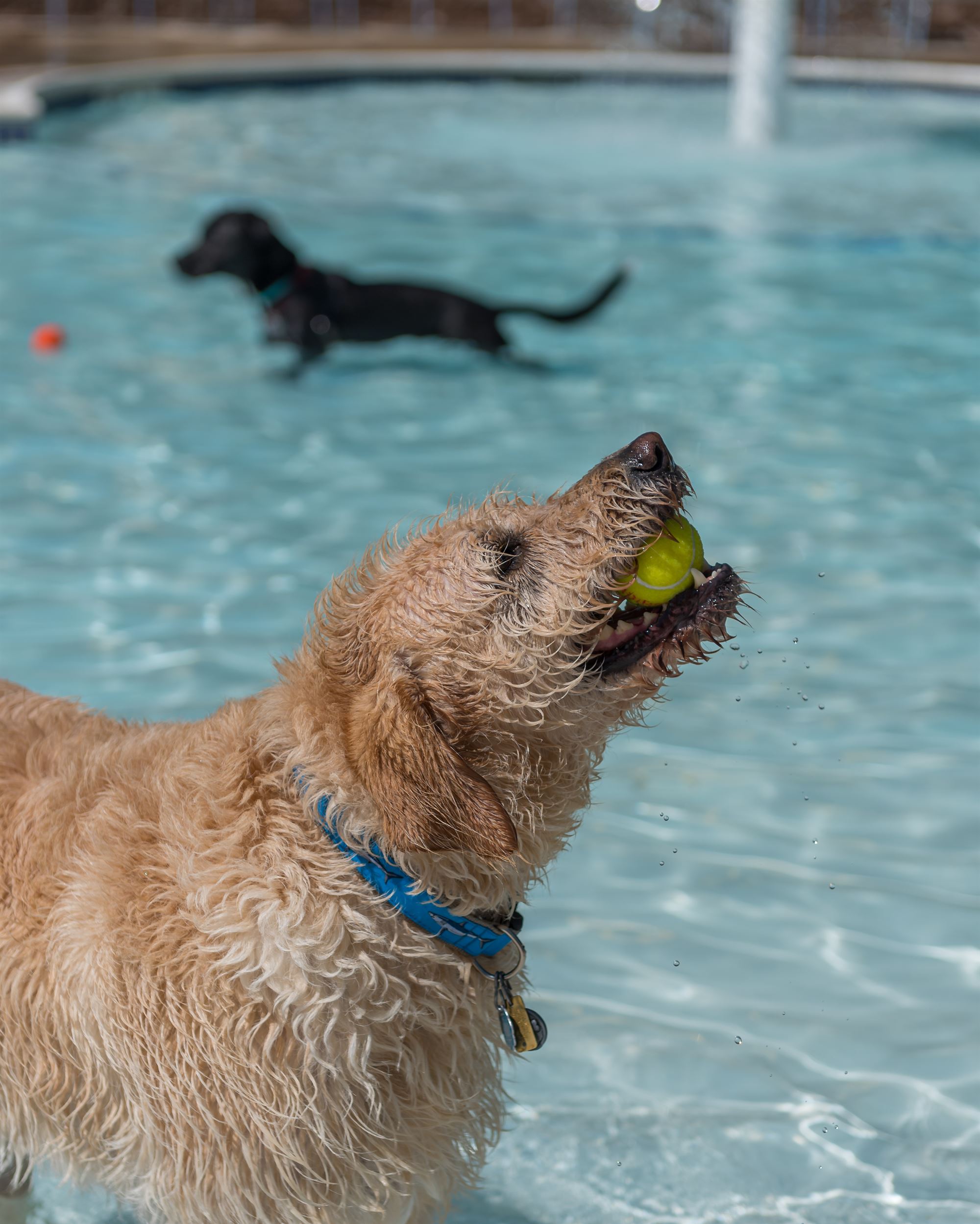 PHOTOS: Every Dog Has Its Day at Maplewood Pool Annual 'Dog Days of ...