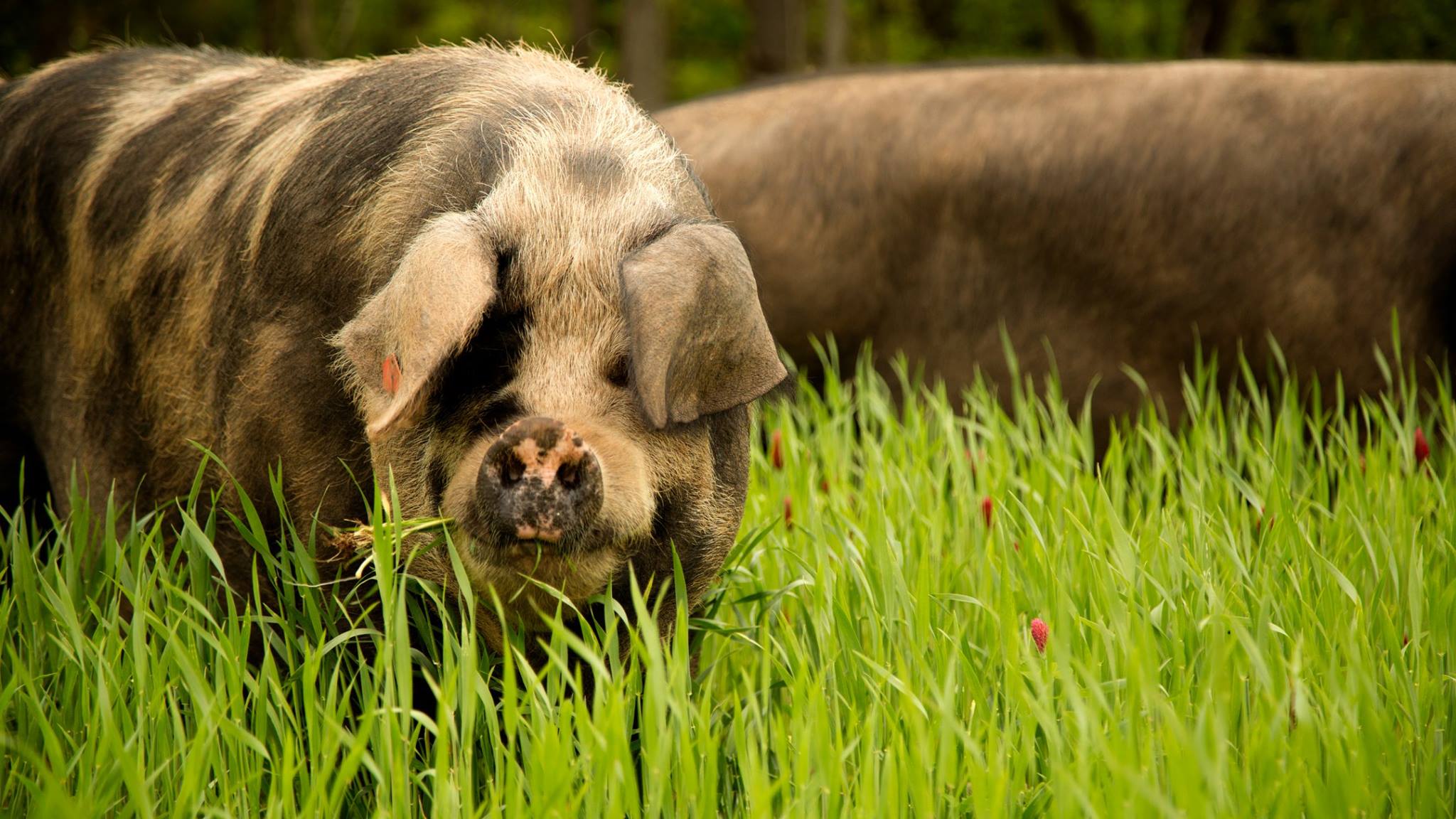 Profeta Farms Will Deliver Local Organic Meat to Your Doorstep - The ...