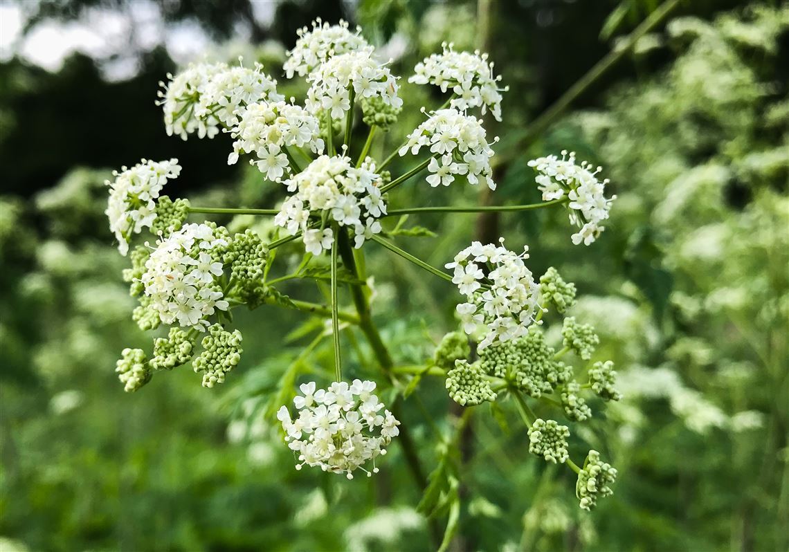 South Orange Issues Poison Hemlock Alert - The Village Green