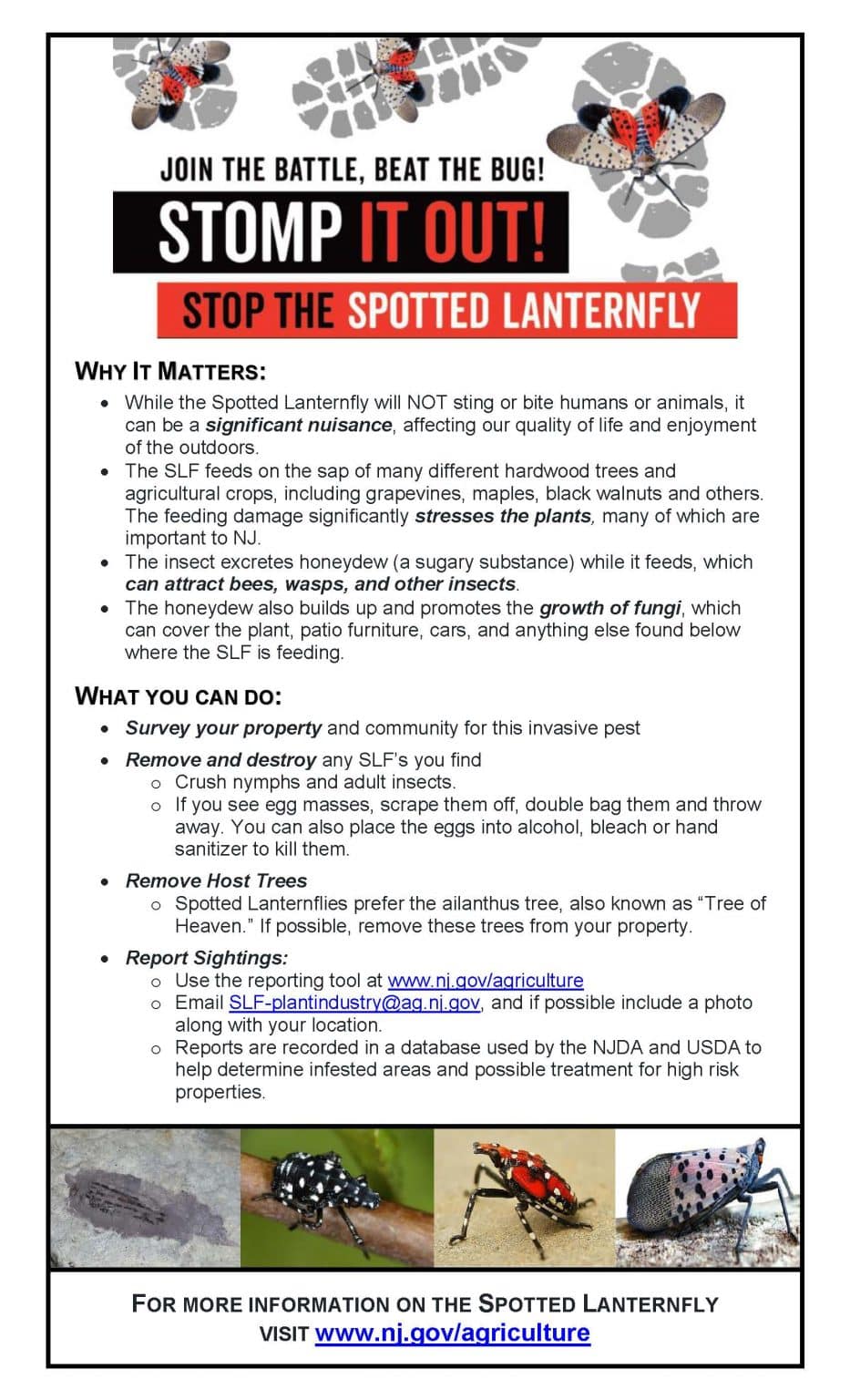 See a Spotted Lanternfly? Stomp It, Say Maplewood & South Orange ...