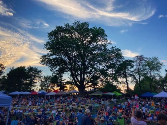 A Tree Grows in Maplewood — And It's 340 Years Old - The Village Green