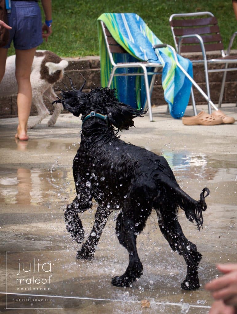 PHOTOS: Dogs Have Their Day at the Maplewood Community Pool - The ...