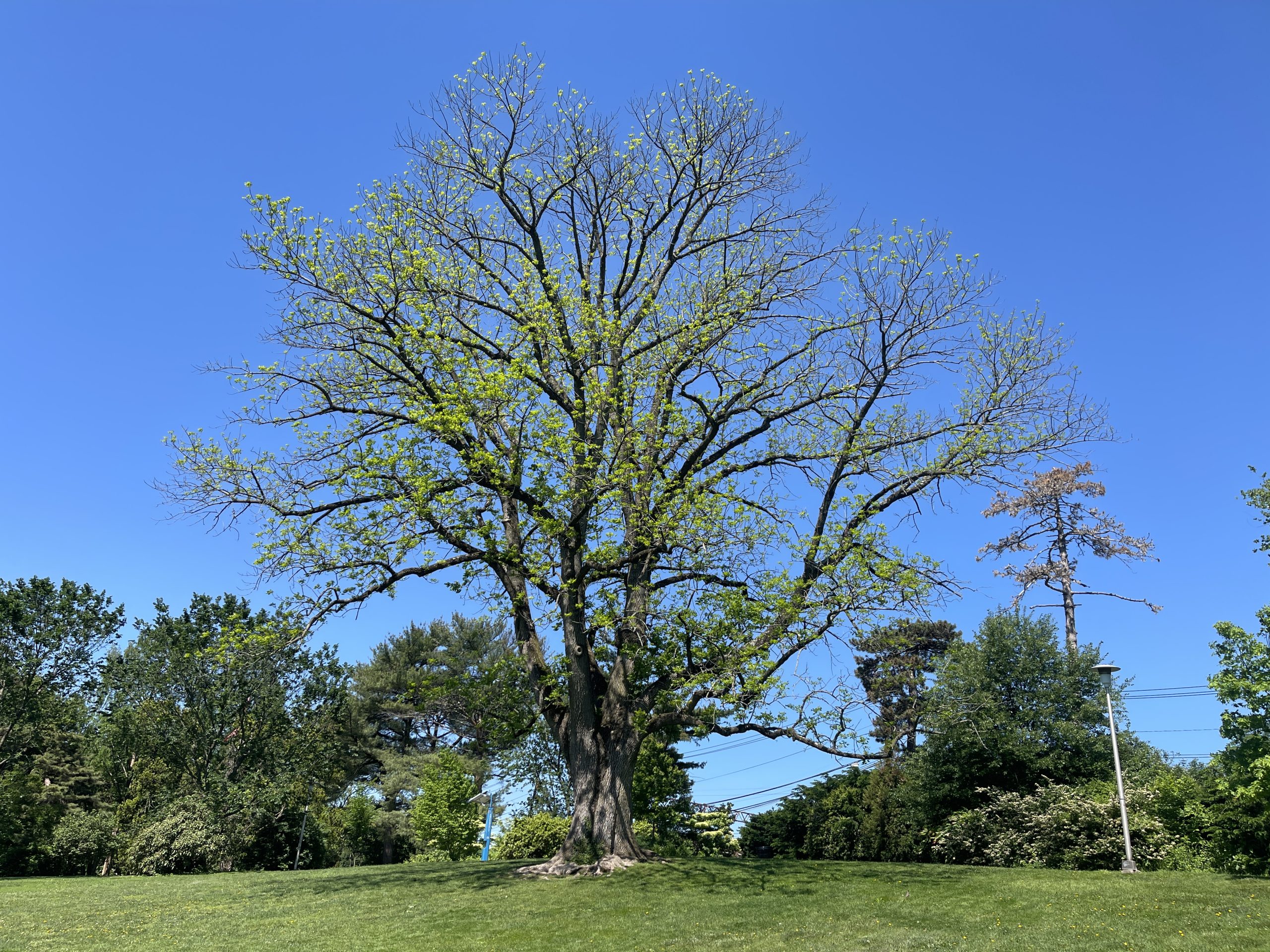 Maplewood's 350-Year-Old Great White Ash Is Finally Leafing Out - The ...